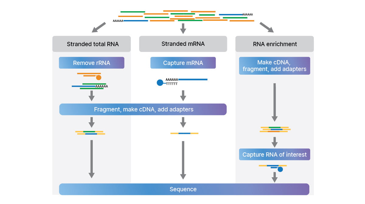 Building the ultimate RNA body map